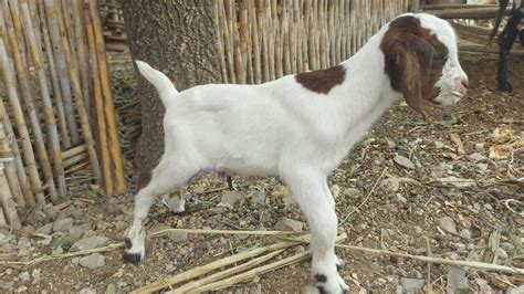 Nacen Primeras Cabras Cruzadas Por Inseminación Artificial Con Alta