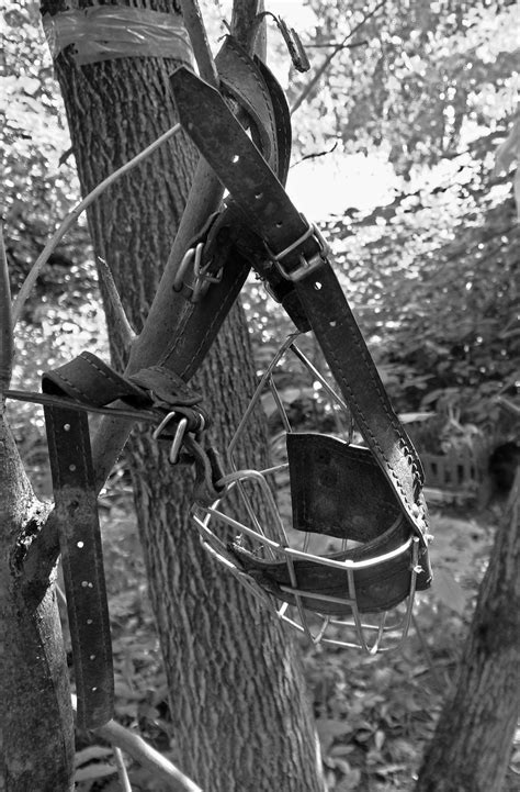 Кладбище домашних животных Пикабу