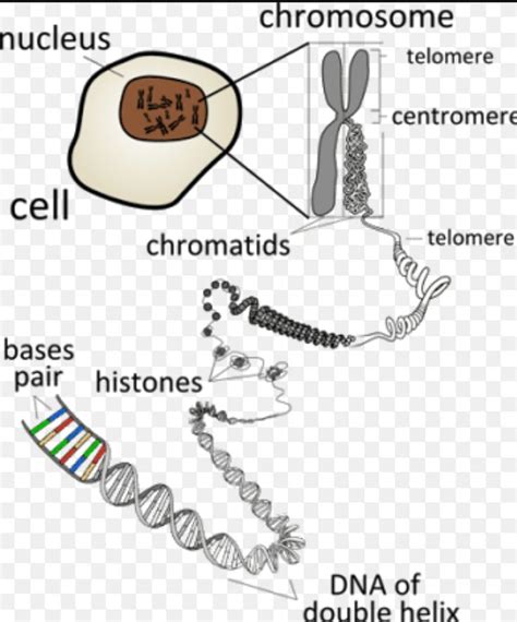 Histone Protein Structure