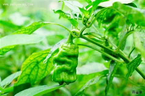 辣椒的食用价值 植物与生活 燕雀草