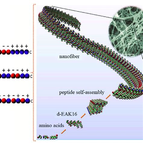 Pdf Peptide Self Assembly Into Hydrogels For Biomedical Applications