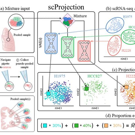 Projection Of Patch Seq Rna Links Molecular Measurements To