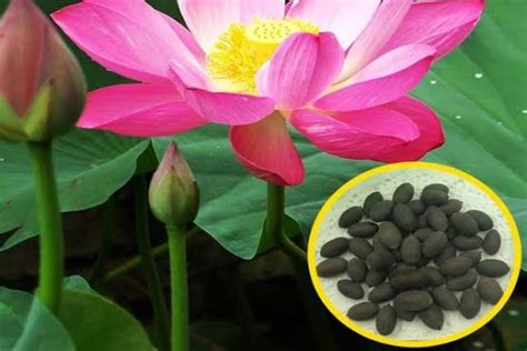 Ini 8 Manfaat Biji Bunga Teratai Yang Viral Di Tiktok