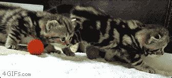 Stalking Kittens  Wiffle