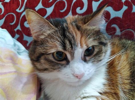 Кошка милашка Тася стерилизованная воспитанная 2 лотка приучена на 5 по шторам столам не