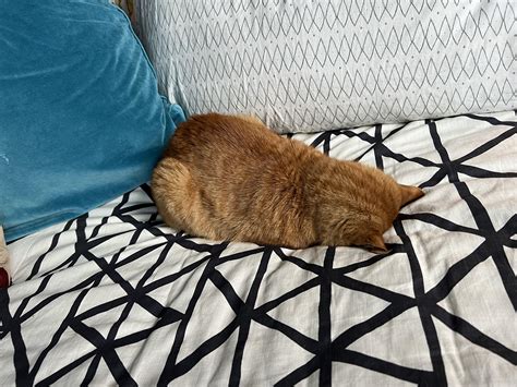 Cutest Face Plant R Catfaceplant