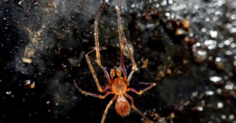 [60초 뉴스]경남 합천에서 국내 최초로 발견된 ‘눈 없는 거미