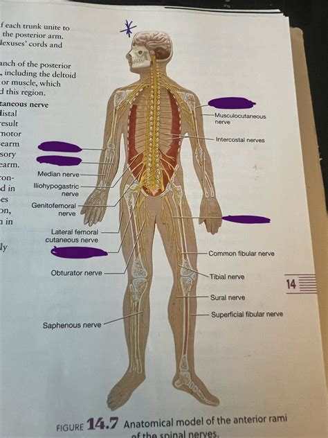 Nerves Diagram Quizlet