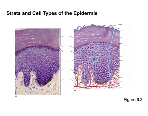 Layers Of Epidermis And Cells — Printable Worksheet