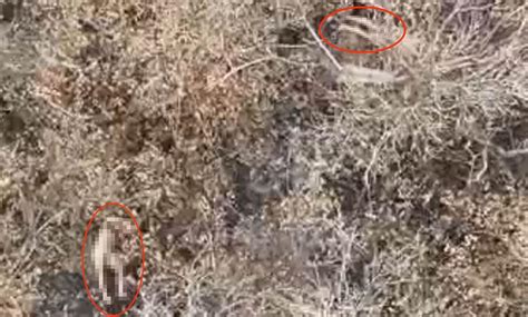 Росіяни розстріляли полонених українських військових на Покровському напрямку Читайте на Ukr Net