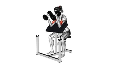 Female Dumbbell Peacher Hammer Curl Video Guide And Tips Female Dumbbell Peacher Hammer Curl Video Guide And Tips