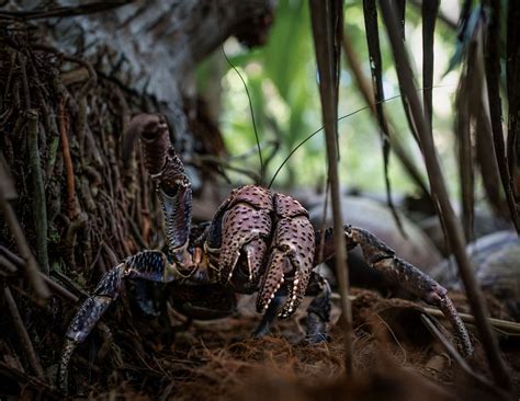 Giant Coconut Crabs Nikumaroro Island
