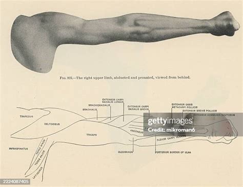 Biceps Reflex