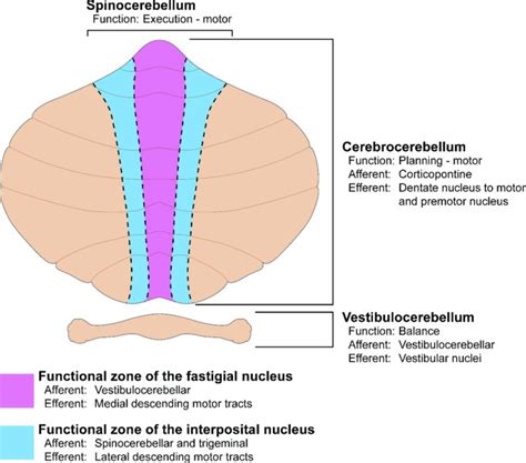 Cerebellar Vermis Function