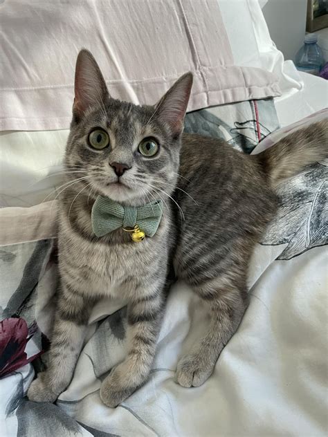 Skyes Kitten Collar Finally Fits Rkitten