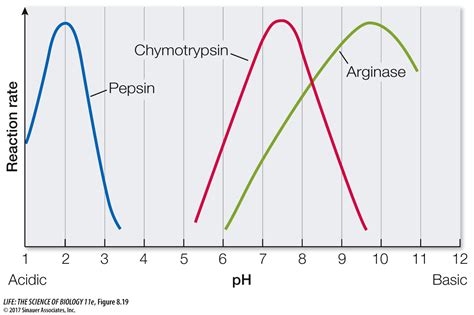 Enzyme Ph Graph Enzyme Lab Effect Of Temp And Ph