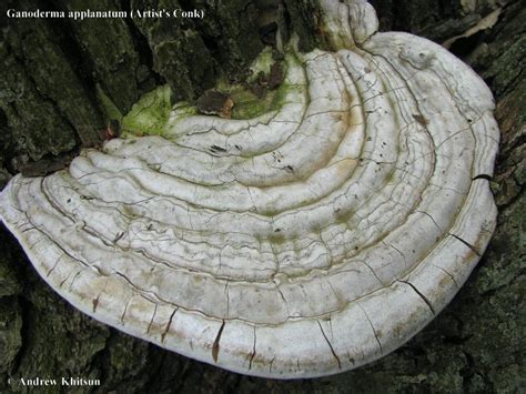 Ganoderma Applanatum Artist S Conk