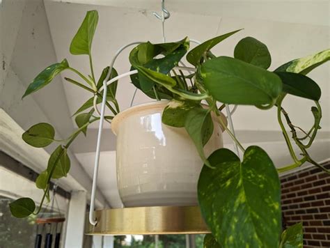 Variegation After Propagation Rhouseplants