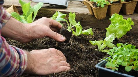 Garden Vegetable Plant Food At Irene Rayburn Blog