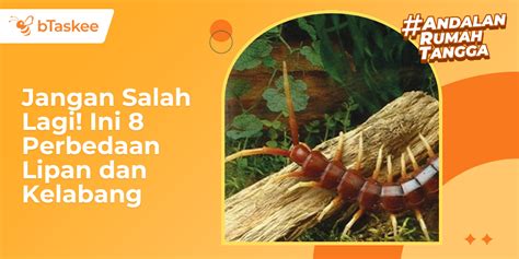Jangan Salah Lagi Ini 8 Perbedaan Lipan Dan Kelabang Btaskee