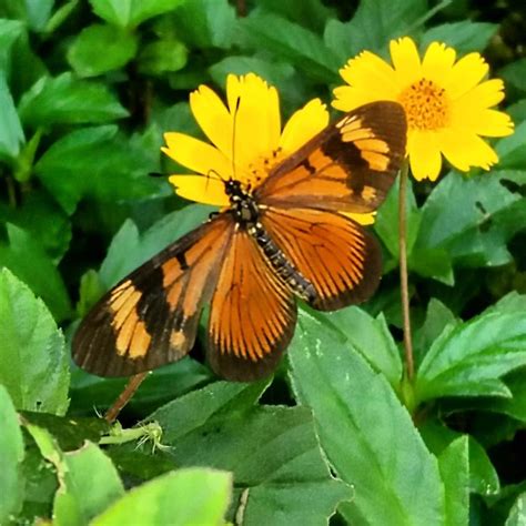 Sitio Com Chalés Na Serra Da Cachoeira Do Mendanha Rio De Janeiro