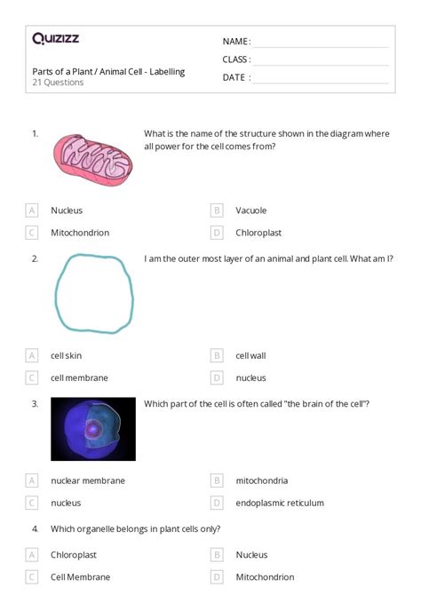 Plant Cell Diagram Labeled Worksheet