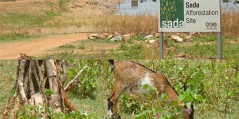 A Commentary On Sada Ibrahim Tanko Amidu Citi 97 3 Fm Relevant