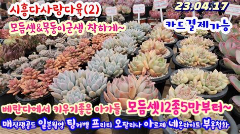 시흥다사랑다육2모듬셋파격가 12포트5만~매직쨈골드일본월영팅커벨프리티오팔리나아르제네온라이트핑크에이스금부용철화당인골든글로우흑수정군생 Youtube