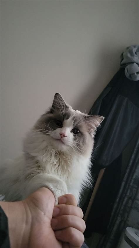 晒猫氵 憧憬成为丽丽 NGA玩家社区