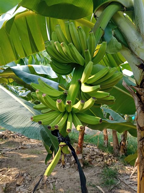 Moko Del Plátano Comité Estatal De Sanidad Vegetal De Tabasco