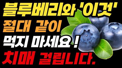 블루베리와 상극인 음식 Top3 절대로 이렇게 먹지마세요 블루베리 이렇게 먹어야 치매 예방할 수 있습니다 치매 기억력 상실 막는 블루베리 효능 건강정보 실제 연구