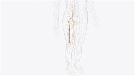 Premium Photo Nerves Of Right Lumbosacral Plexus