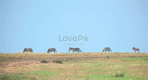 아프리카 케냐 마사이 마라 초원의 얼룩말 Kenya Africa Kenya Masai Mara