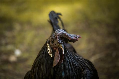 Black Cock Hen Free Photo On Pixabay
