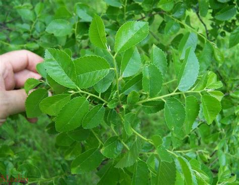 Chinese Elm Leaves Chinese Elm Allergy A Complete Guide W Photos