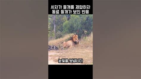사자가 공격하자 들개가 보인 반응 Youtube