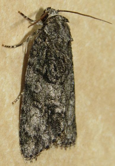 Retarded Dagger Moth Hodges9251 Acronicta Retardata Bugguidenet