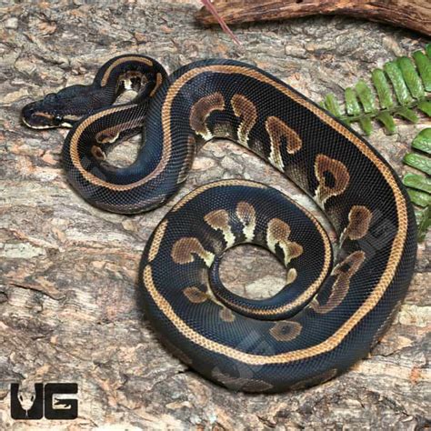 2018 Lavender Albino Spider Ball Python For Sale Underground Reptiles