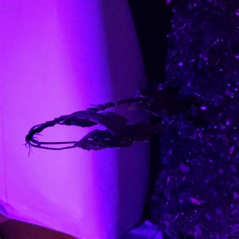 Hybrid Daylily Mixed Colors 3 Plants Etsy