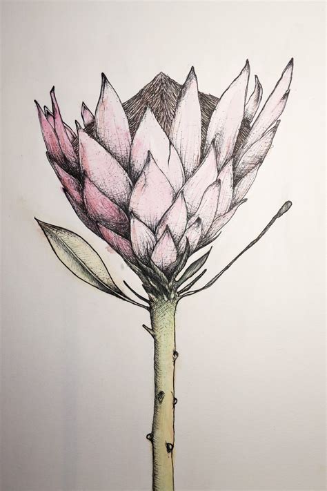 Protea Illustration Watercolor Fineliner