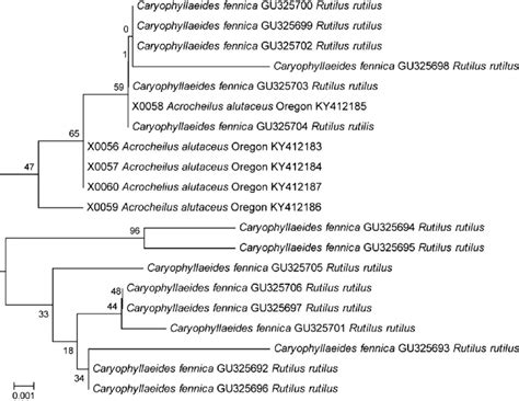 unrooted maximum likelihood ml tree from the ml analysis of internal
