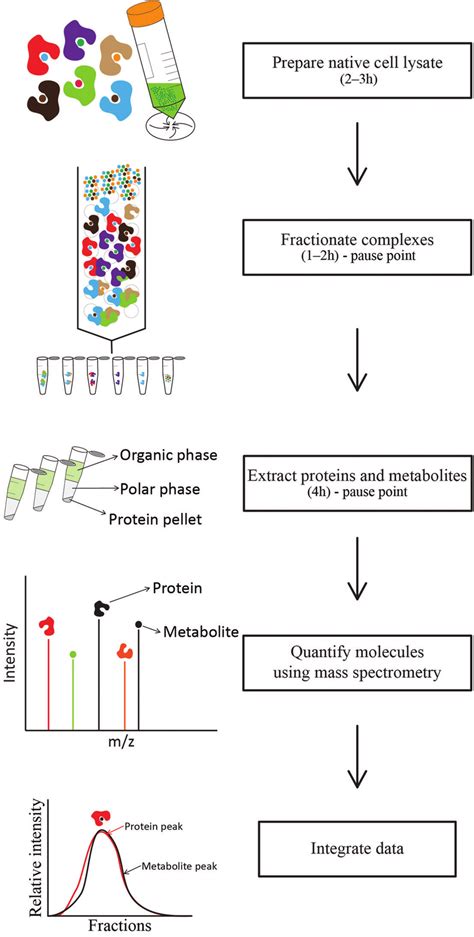 Outline Of Promis Based Detection Of Protein Small Molecule Complexes Download Scientific