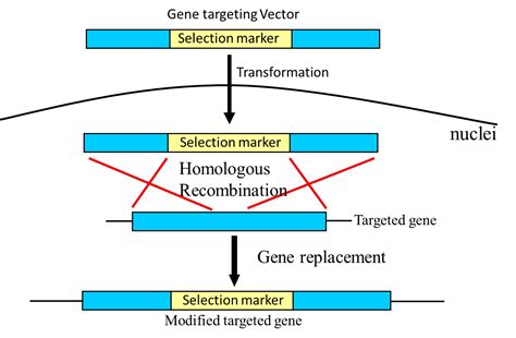 Enhancement Of Homologous Recombination Efficiency By Homologous Oligonucleotides Intechopen