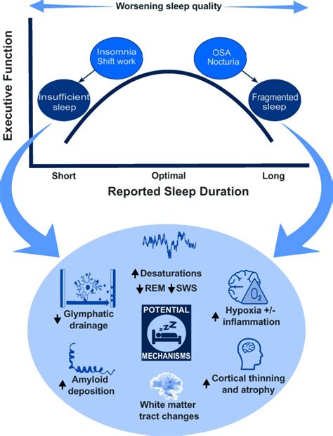 Sleep Duration And Executive Function In Adults Pmc