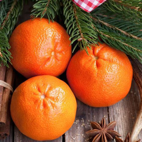 Winter Clementine Fragrance Oil