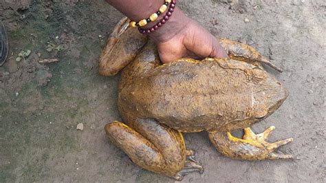 Worlds Largest Frog Group Work To Save Goliath Frog From Extinction