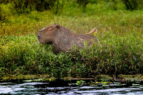 Capibara Dónde Vive En Libertad Este Roedor
