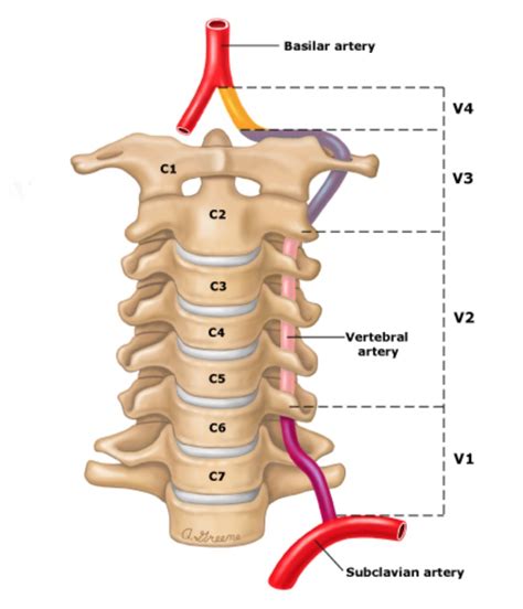 Vertebral Artery Segment V4  [neurosurgery Education Wiki]