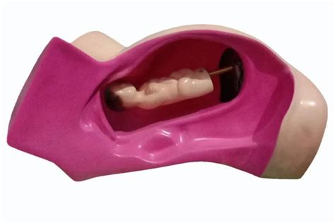 Plastic Female Delivery Biological Model For Education At ₹ 5500piece