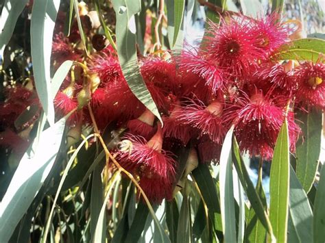Eucalyptus Leucoxylon ‘euky Dwarf Gardening With Angus